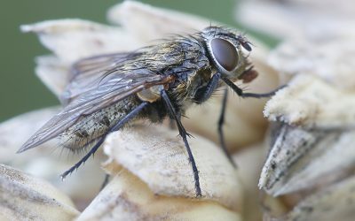 Home remedies for cluster flies in NZ - Nexus Property Services