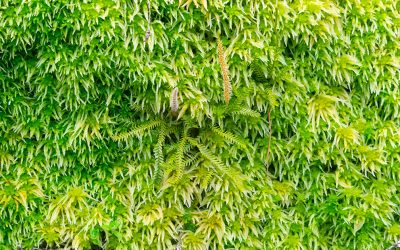 What is Sphagnum Moss? — Nexus Property Services