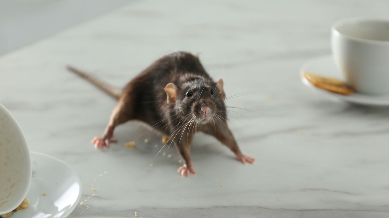 10 Signs of a Rodent Infestation — Nexus Property Services