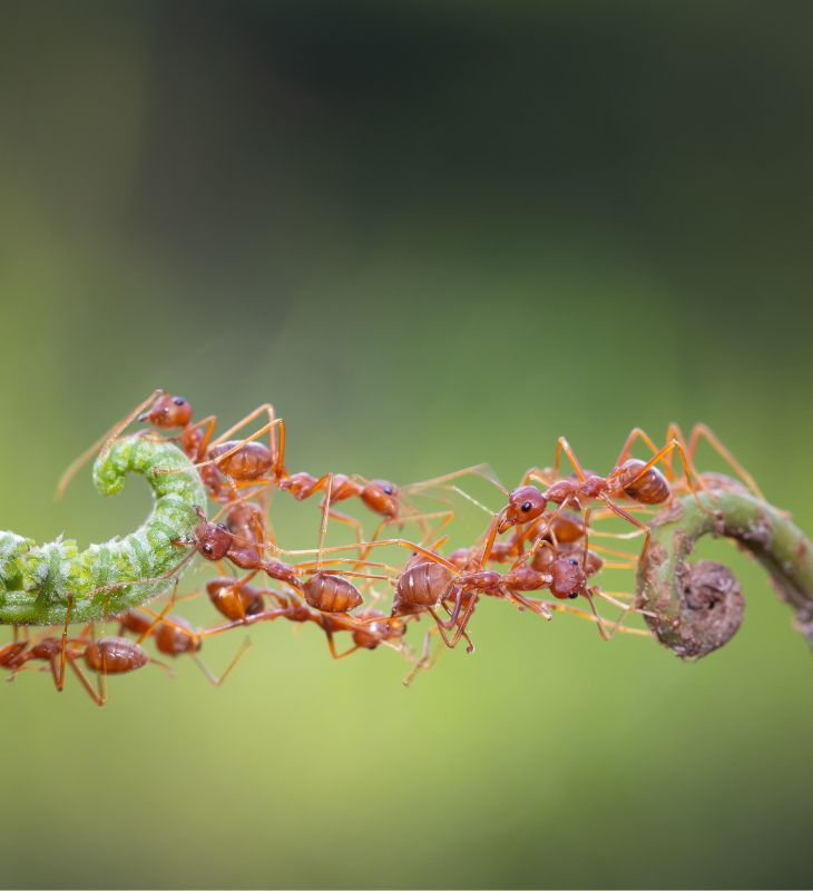Argentine Ants - What You Need to Know?